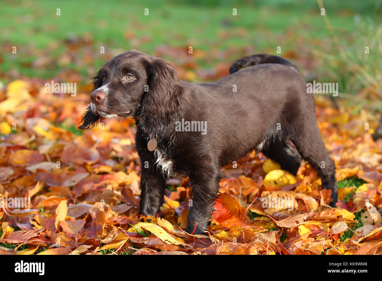 Liver cocker spaniel hi-res stock photography and images - Alamy
