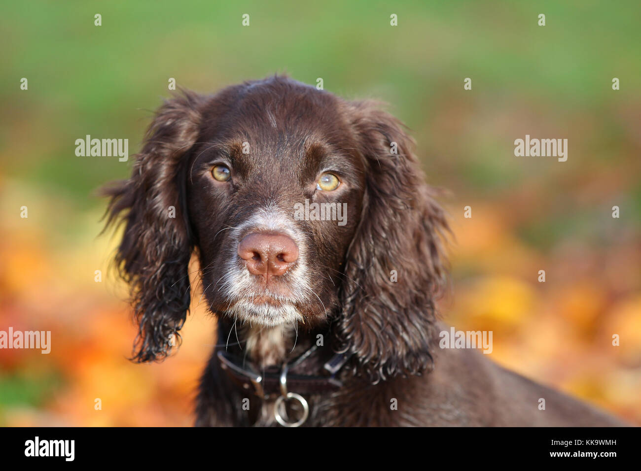 Liver cocker spaniel hi-res stock photography and images - Alamy