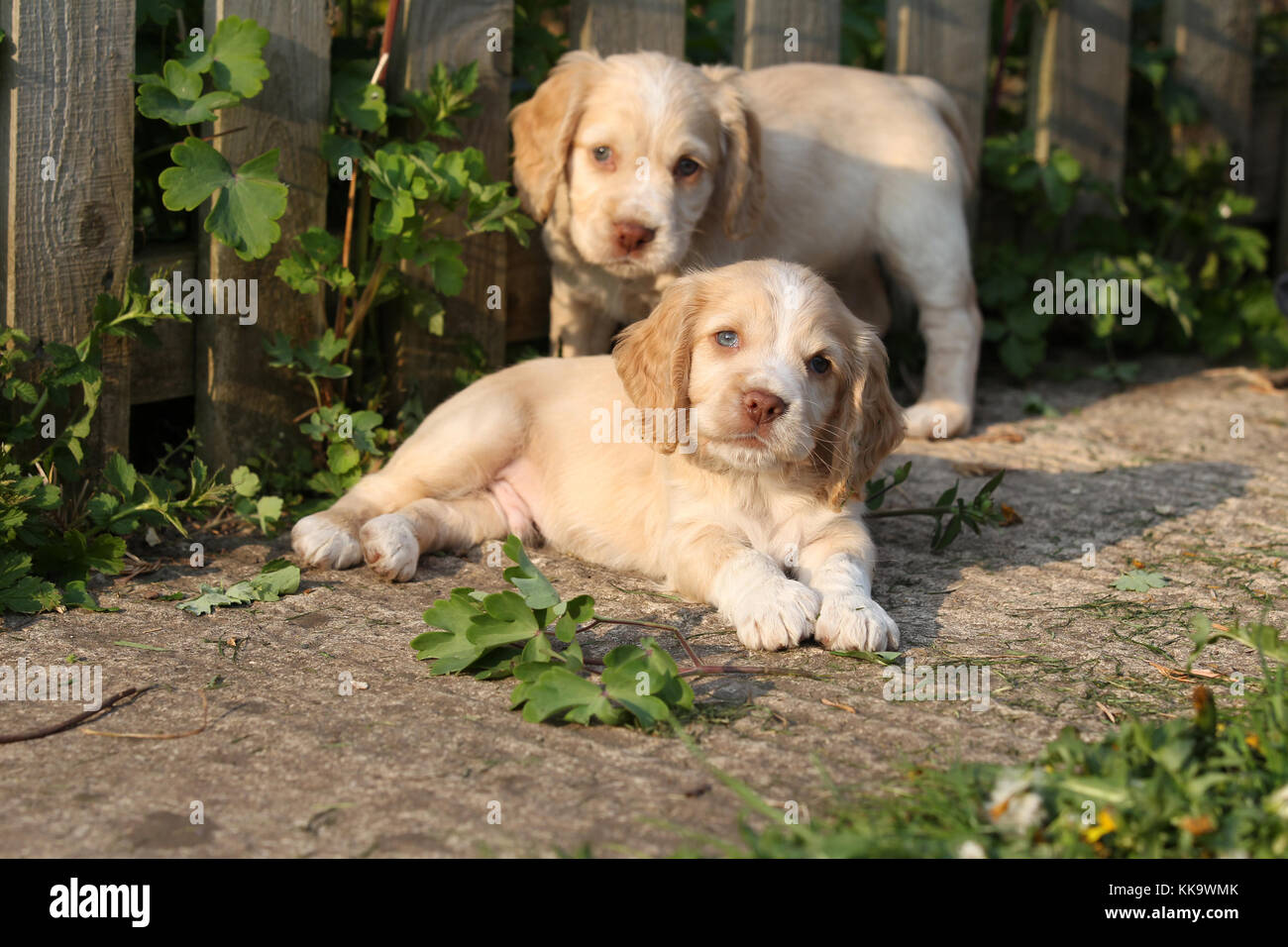 Working cocker spaniel puppy hi-res stock photography and images - Alamy