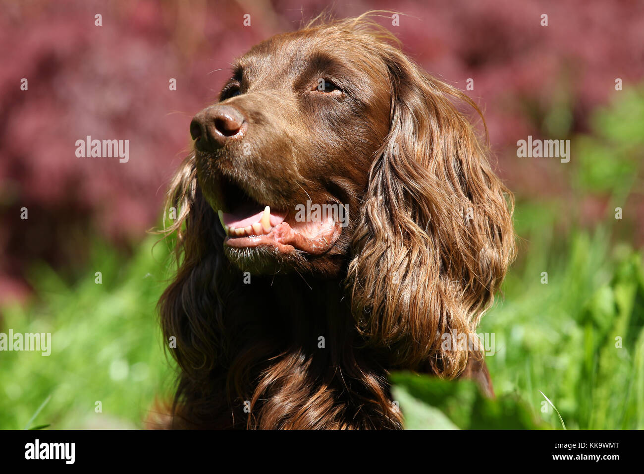 Cocker spaniel smiling hi-res stock photography and images - Alamy