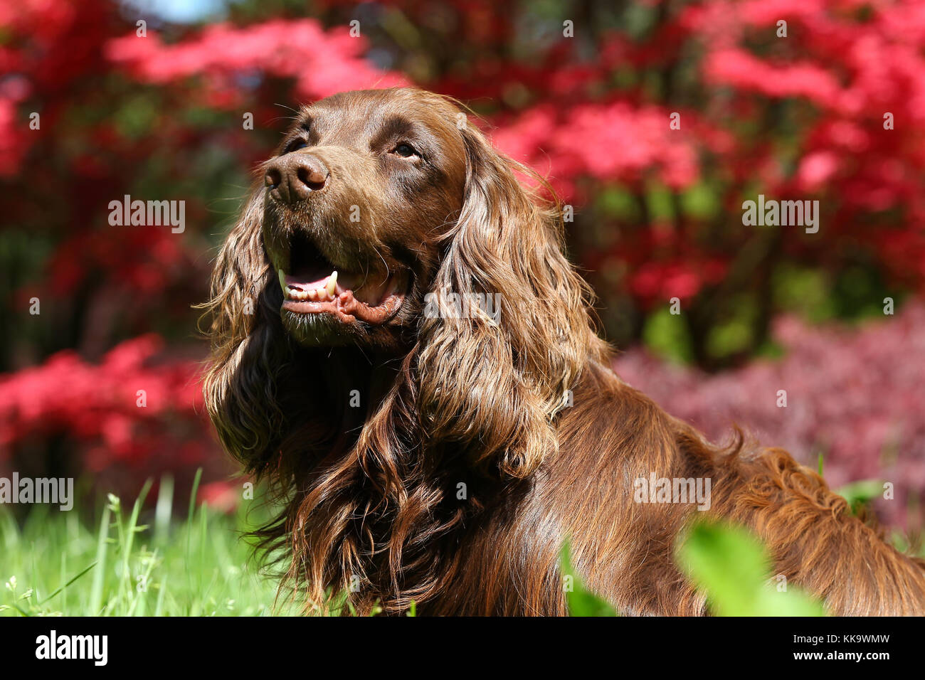 Cocker spaniel smiling hi-res stock photography and images - Alamy
