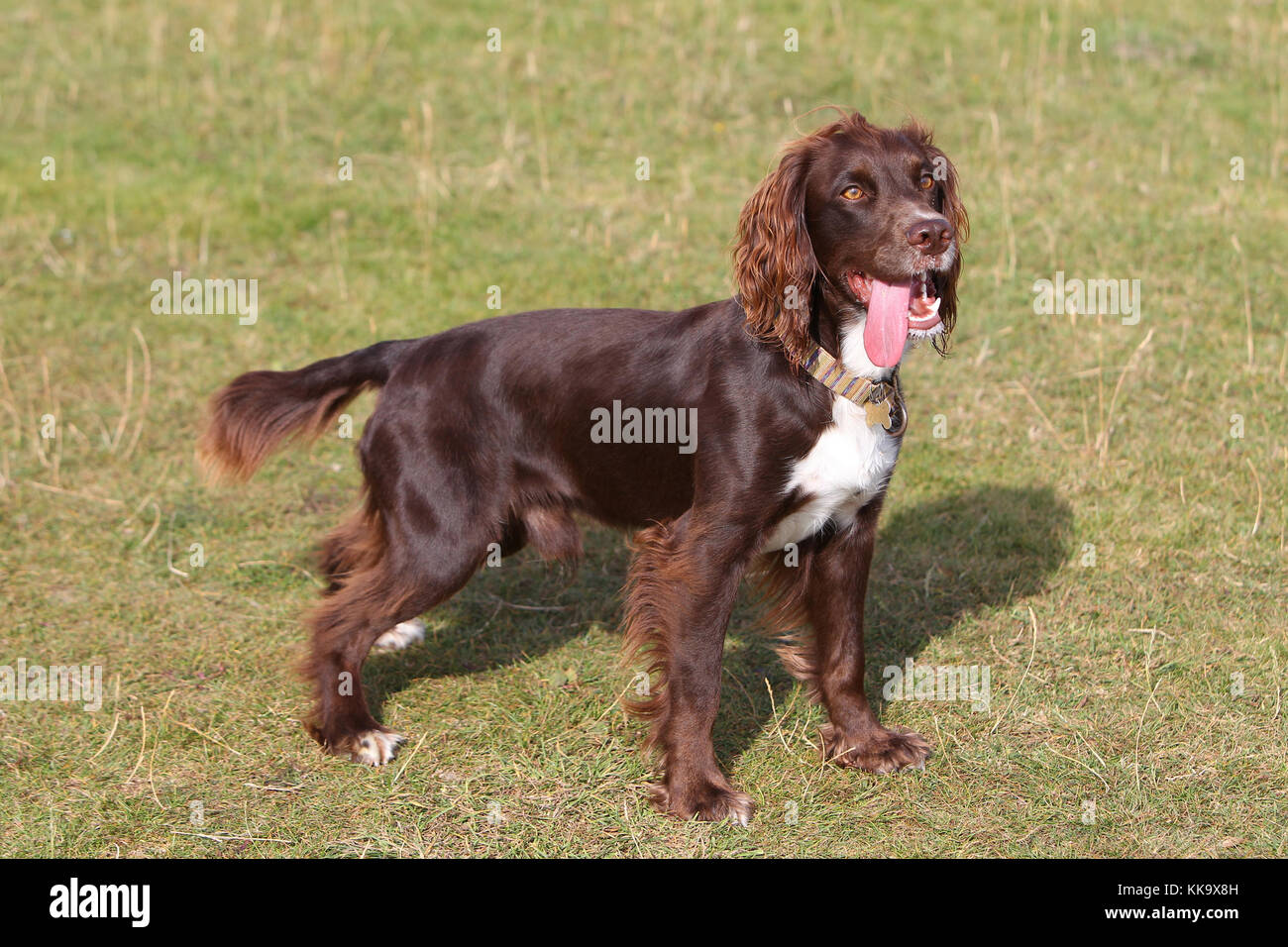 Liver cocker spaniel hi-res stock photography and images - Alamy