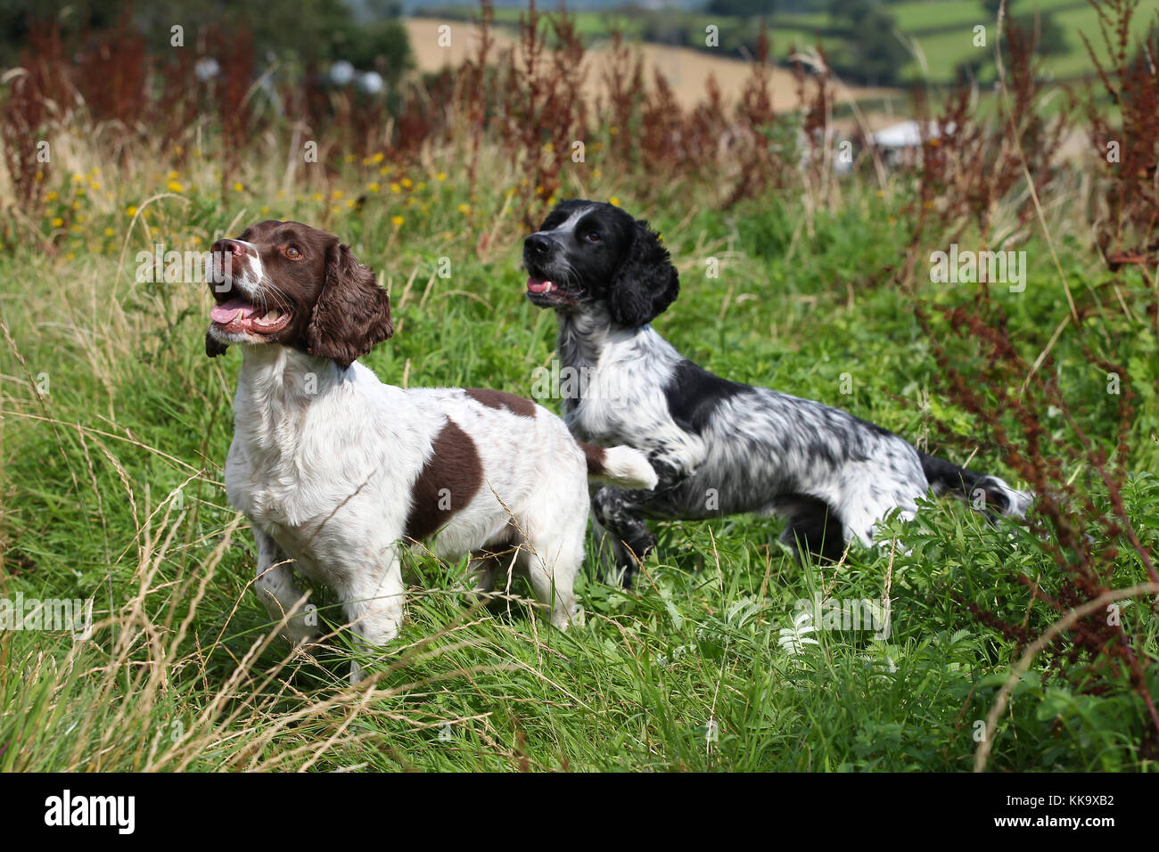 Long raised tail hi-res stock photography and images - Alamy