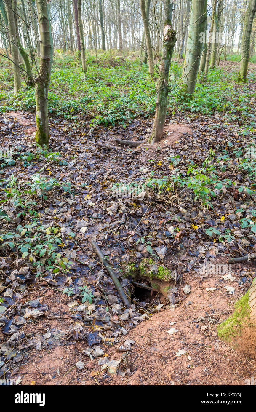 Badger den uk hi-res stock photography and images - Alamy