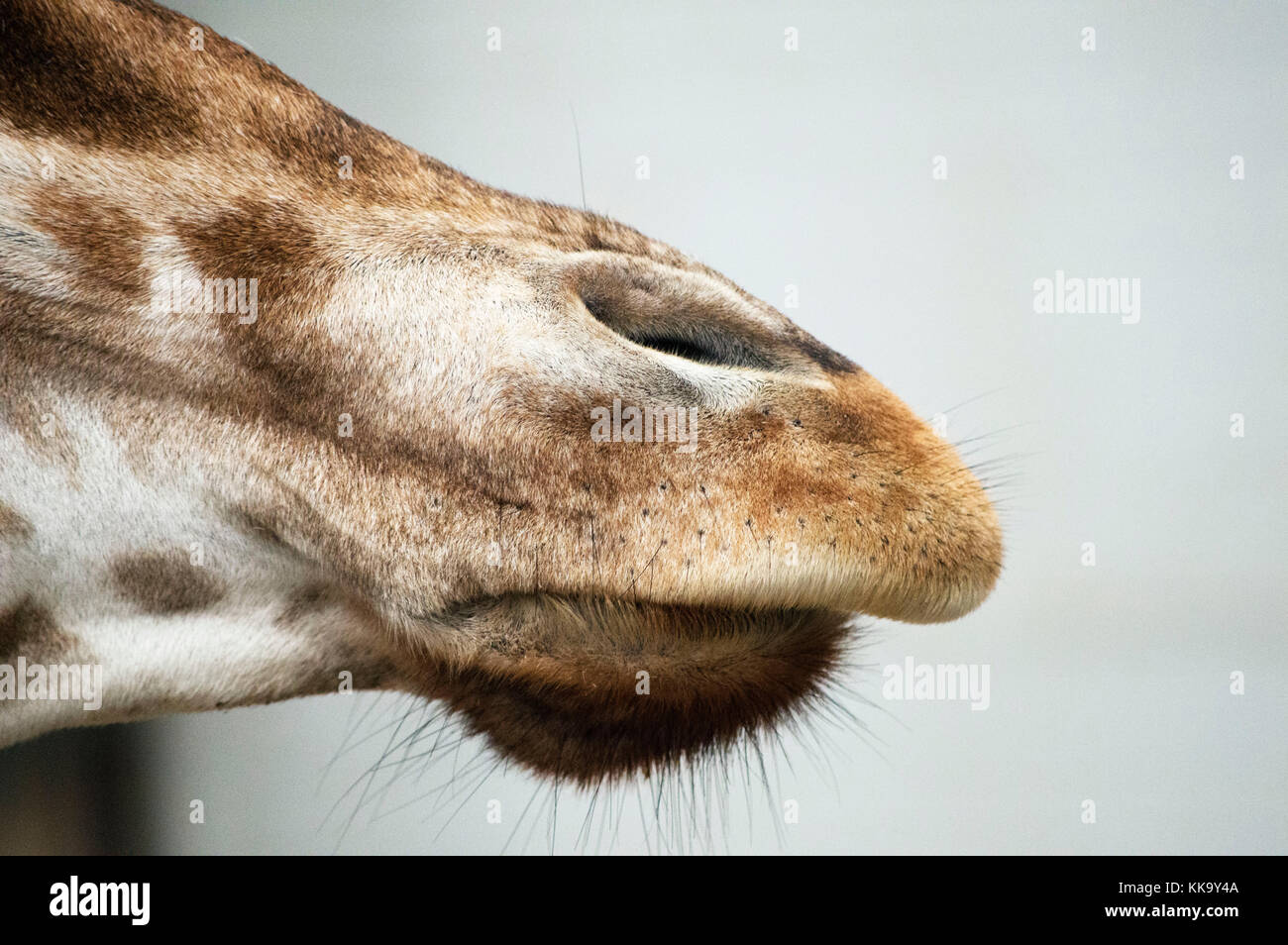Wildlife Zoo Enclosure Giraffe Stock Photos & Wildlife Zoo Enclosure ...