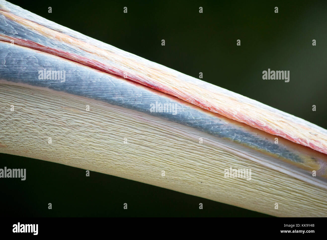 Beak texture hi-res stock photography and images - Alamy