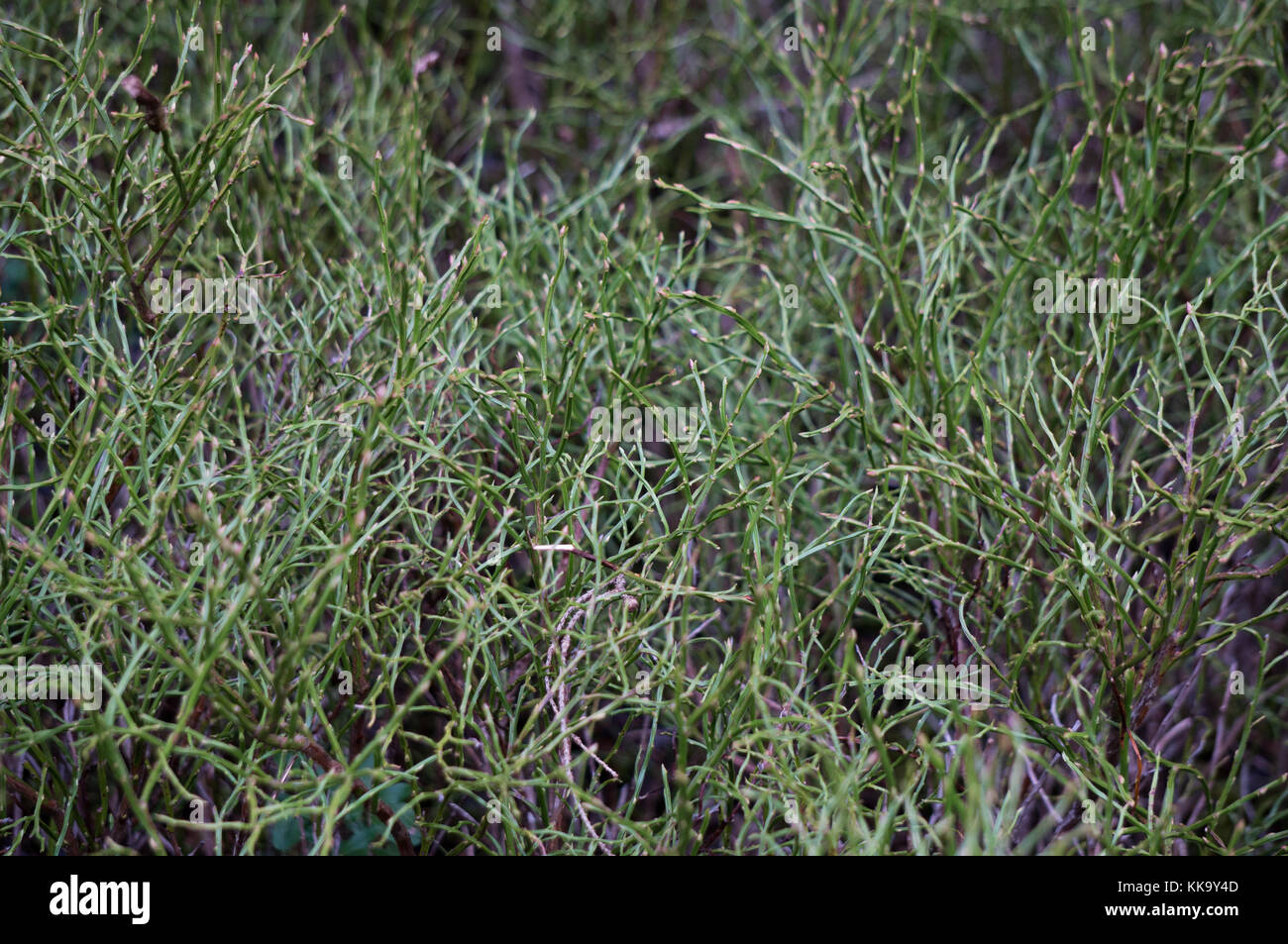 small tangled grass on lake shore Stock Photo - Alamy