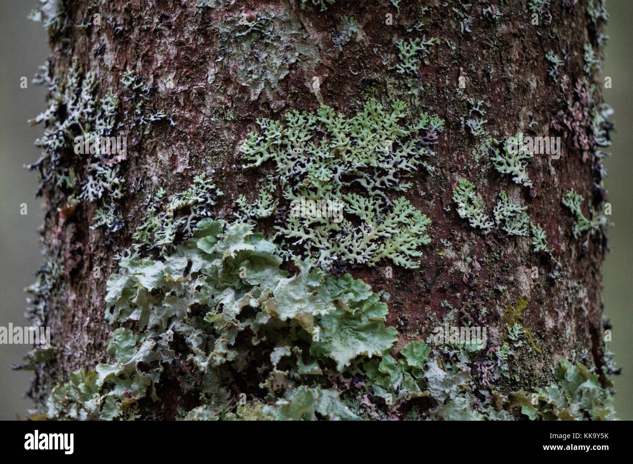 Fungi species growing on moss hi-res stock photography and images - Alamy