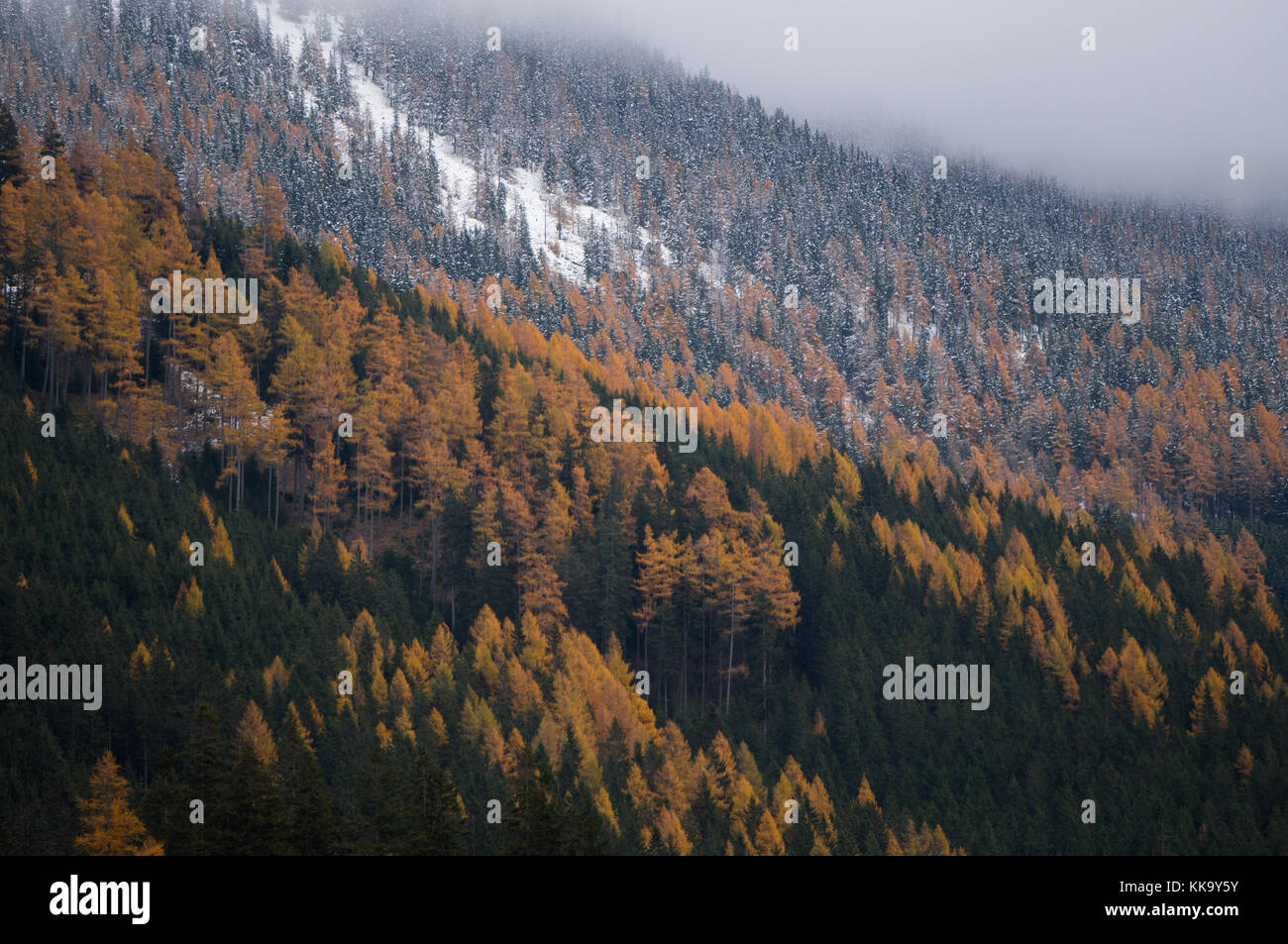 Autumn meets winter in a high alpine forest Stock Photo - Alamy