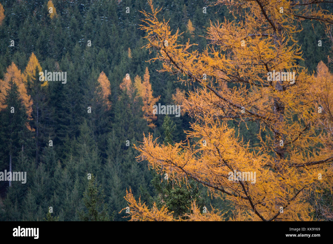 Larch tree in autumn colors in the foreground with alpine forest in the ...