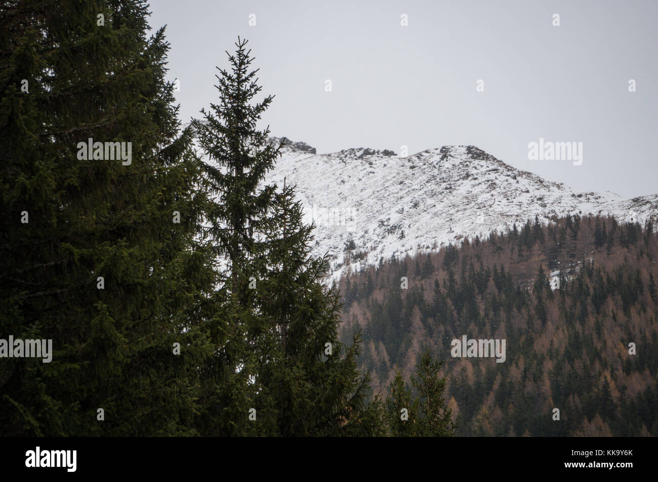 Forest scene with fir trees and alps mountains in background hi-res ...