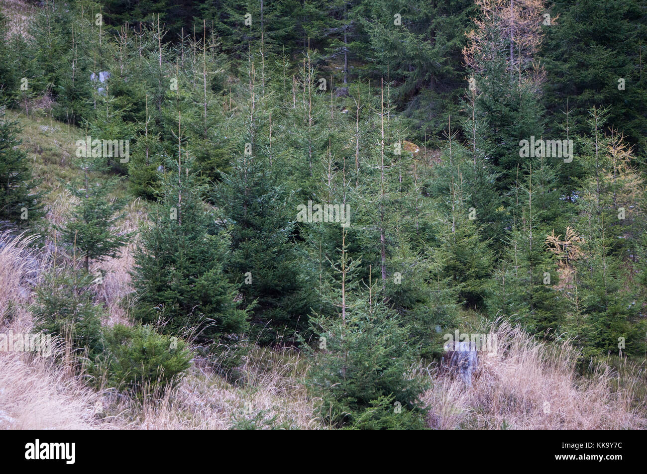 Small fir trees planted on a mountain slope Stock Photo - Alamy