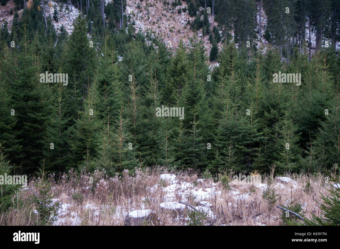 A forest of young, evergreen fir trees in the Austrian Alps Stock Photo ...