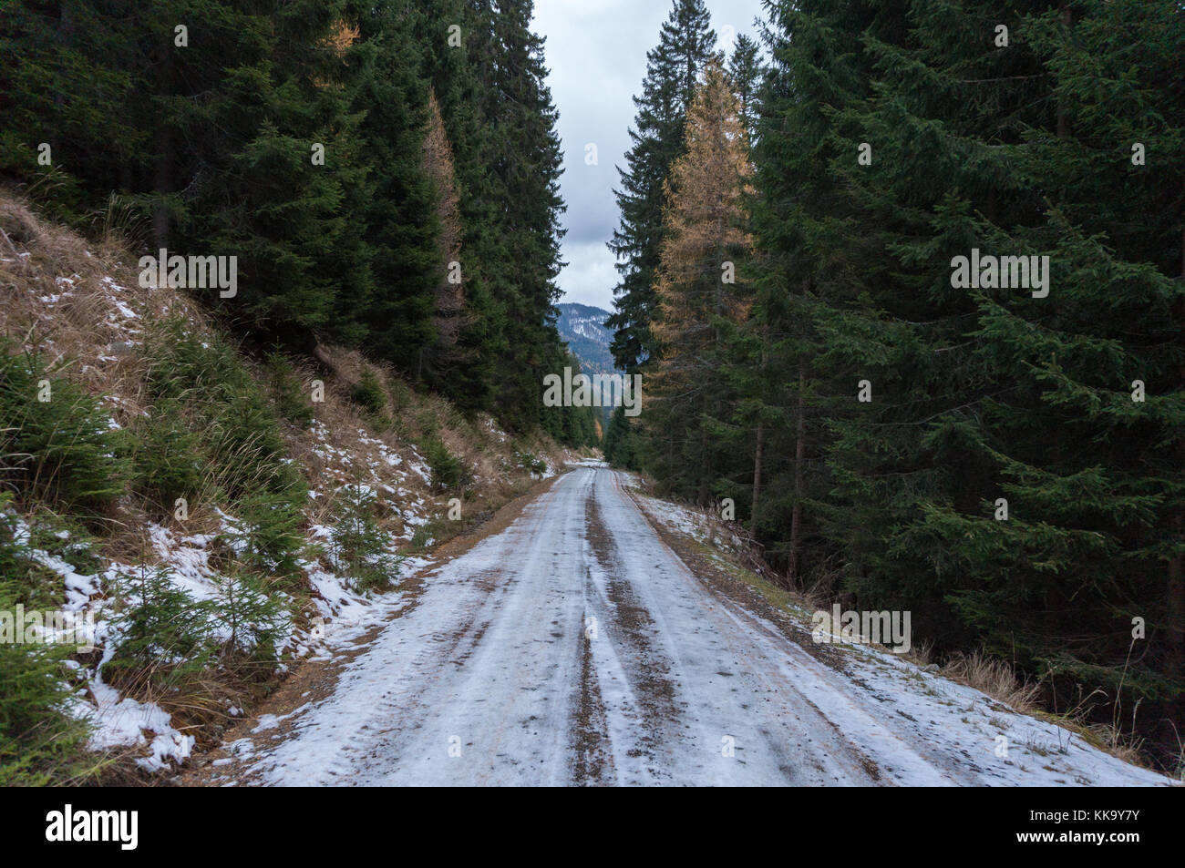 Frozen alpine road through the forest Stock Photo - Alamy