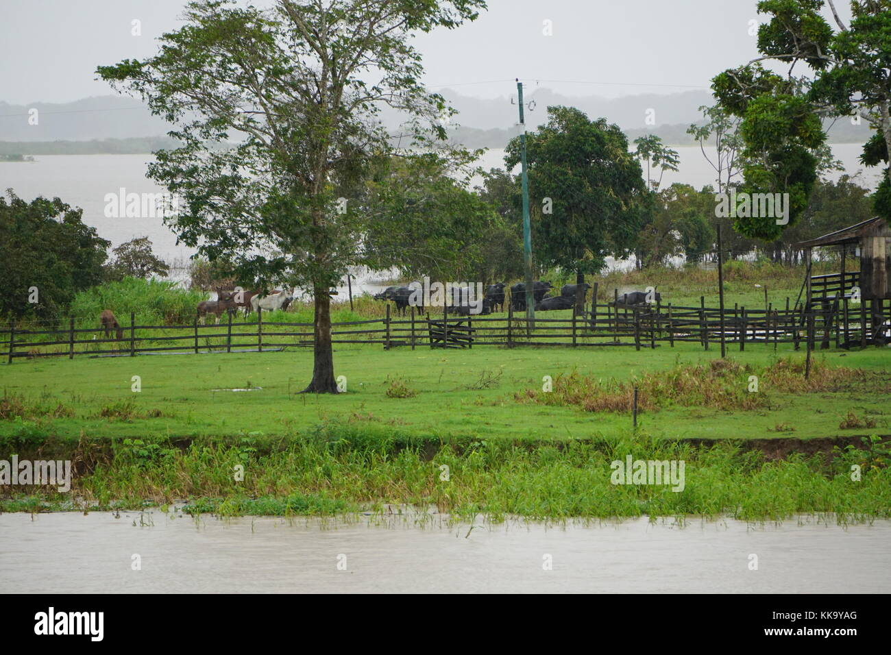 Amazon rainforest in flood, farming in the rainforest, cattle farming ...