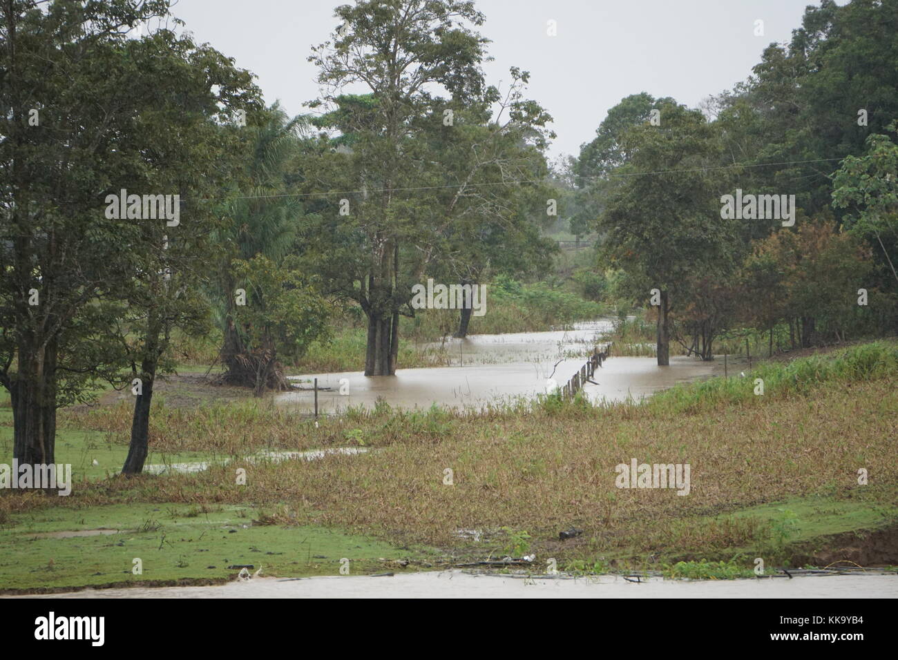 Flooded forest, Amazon jungle, rainforest flood Stock Photo - Alamy
