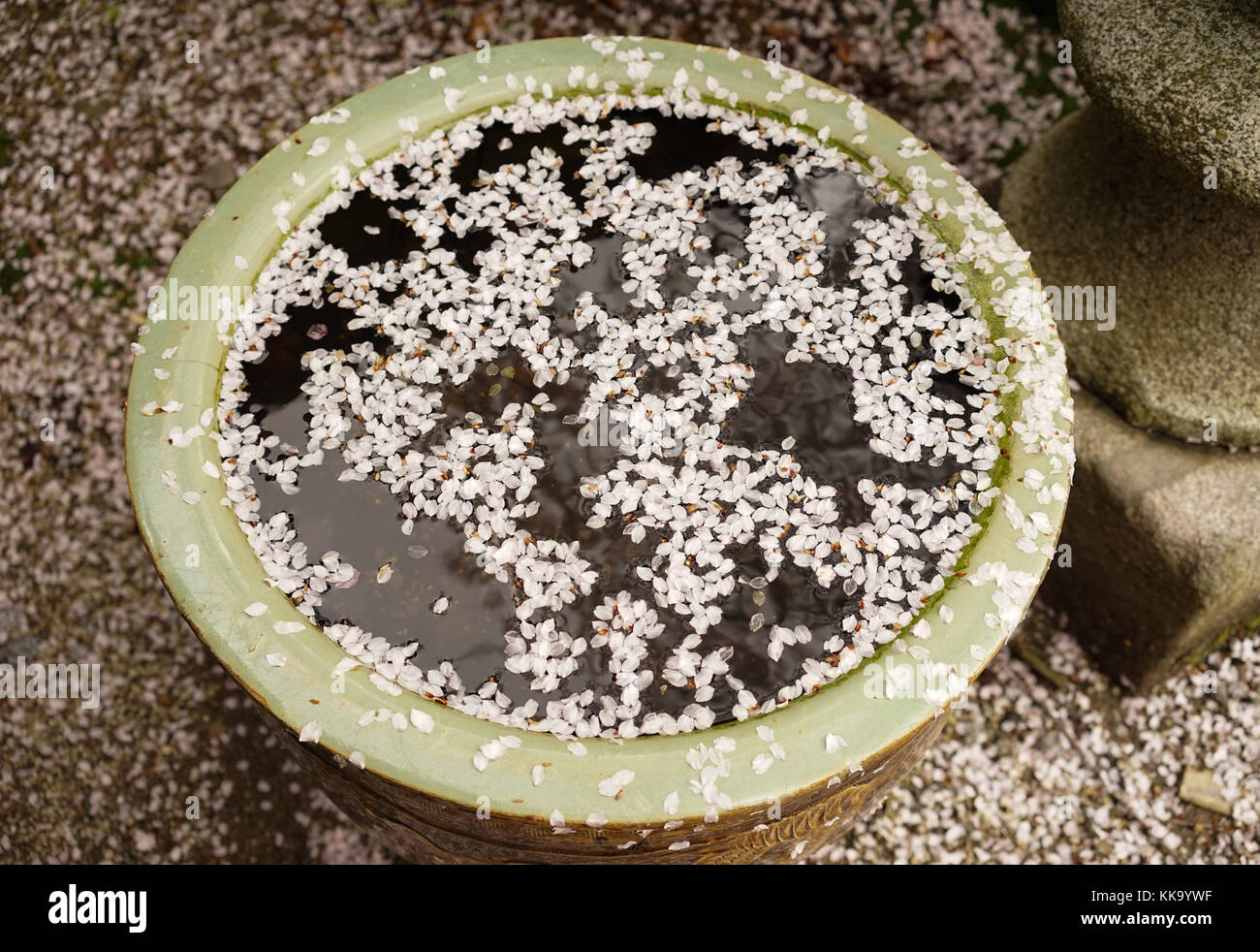 Fallen cherry flower petals floating on a water surface Stock Photo - Alamy