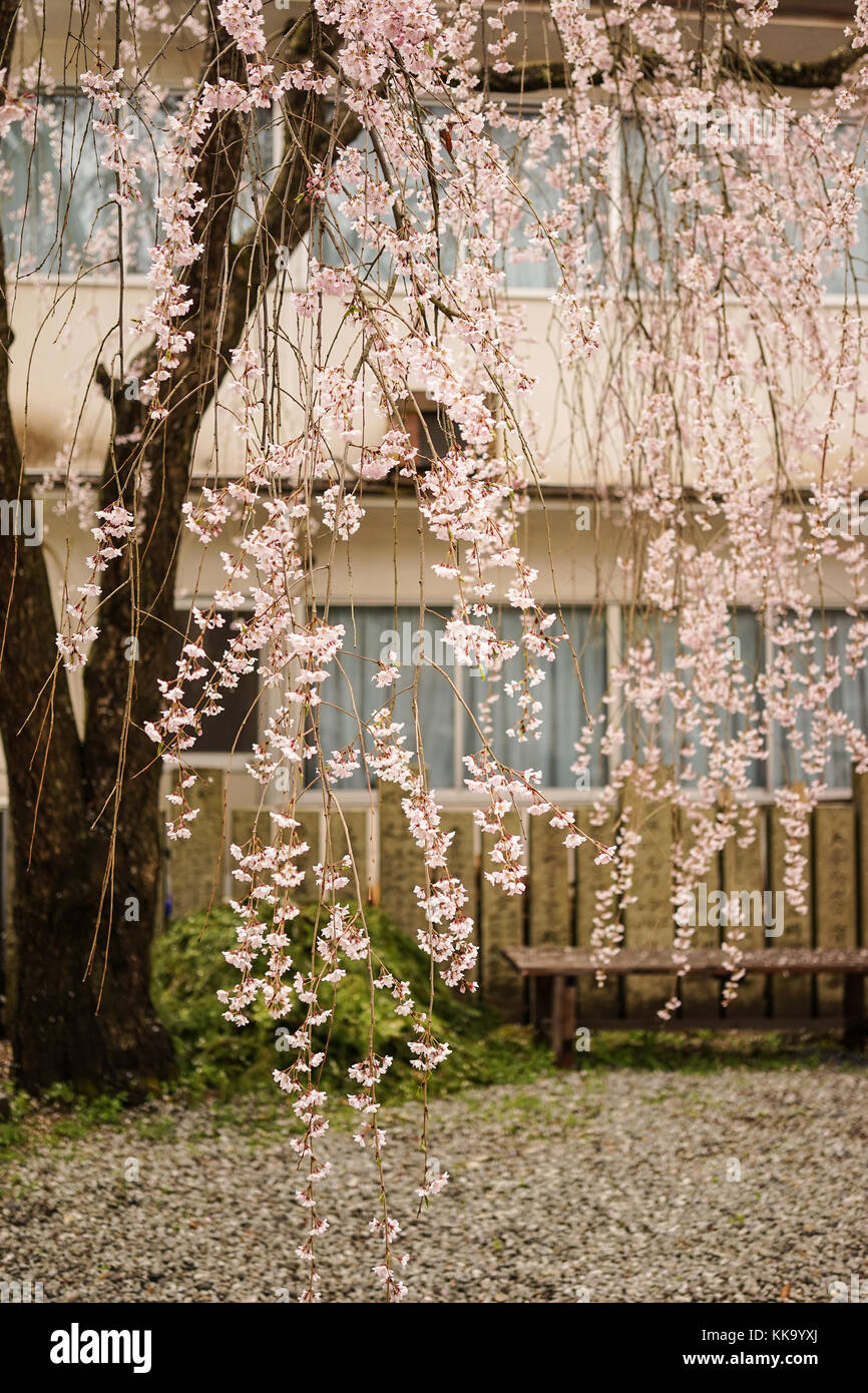 Cherry (sakura) flowers blooming at spring time in Nara, Japan Stock ...