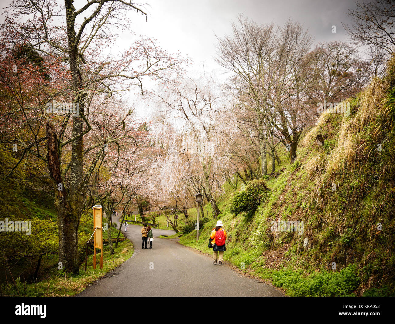 Nara, Japan - Apr 4, 2014. People walking on Mount Yoshino at spring in ...