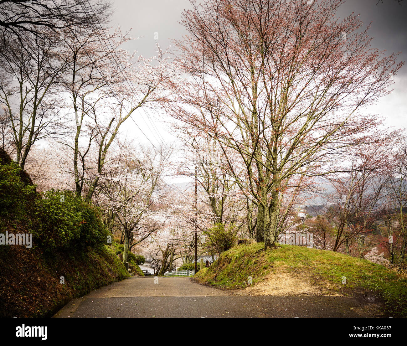 Cherry blossom on Mount Yoshino in Nara, Japan. Yoshino Mountain is ...