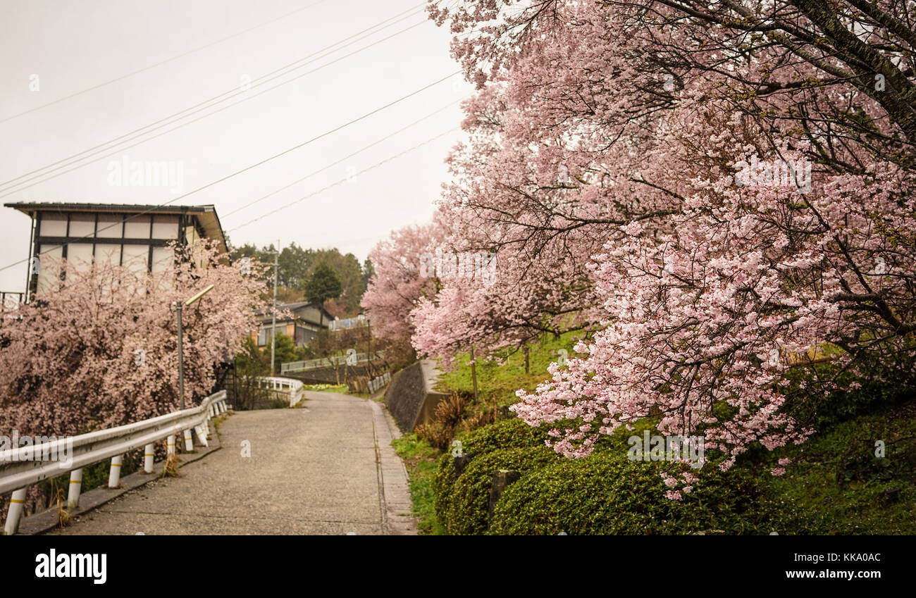 Cherry flowers blooming at Yoshino Park in Nara, Japan Stock Photo - Alamy