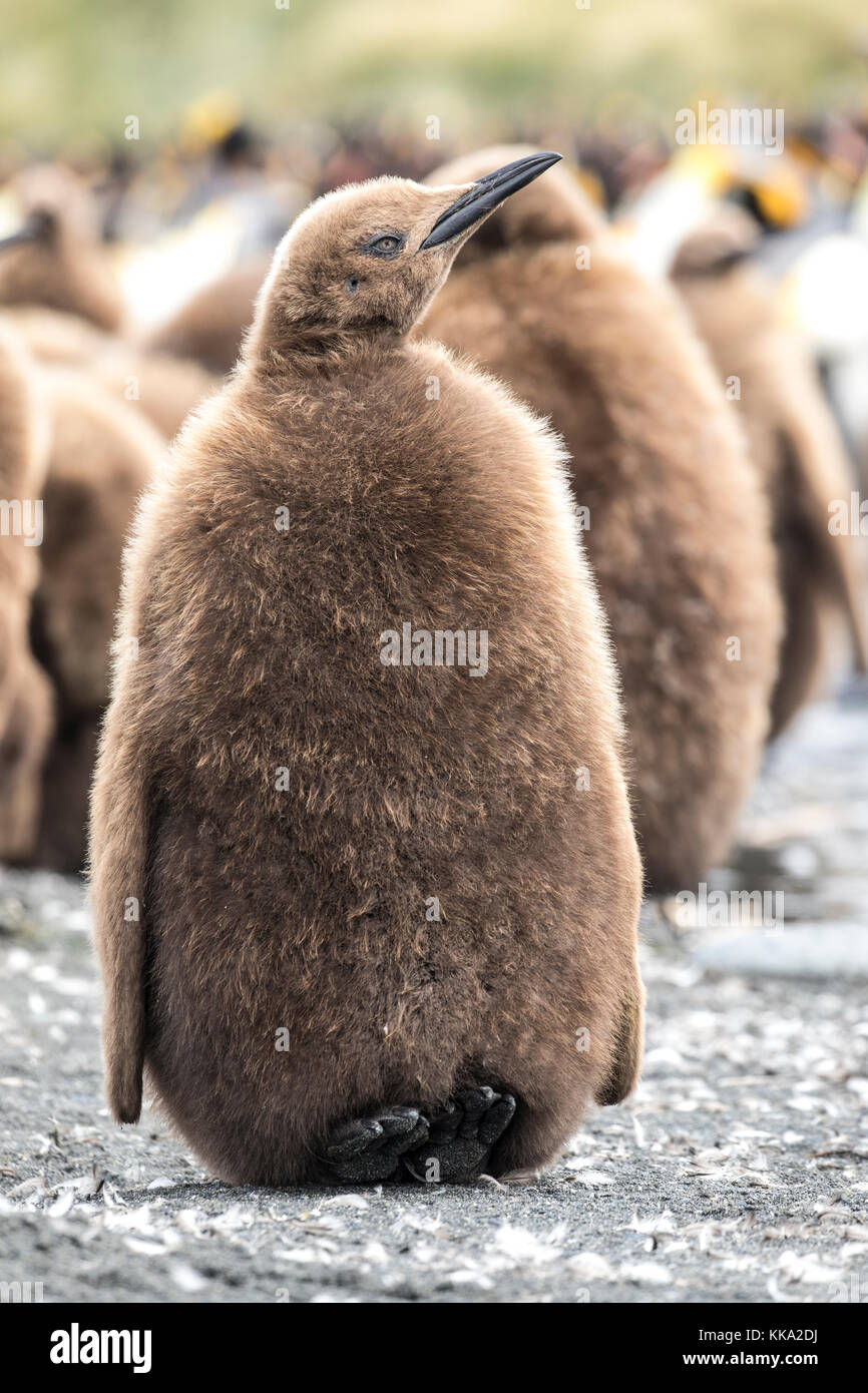 King penguin chick creche hi-res stock photography and images - Alamy