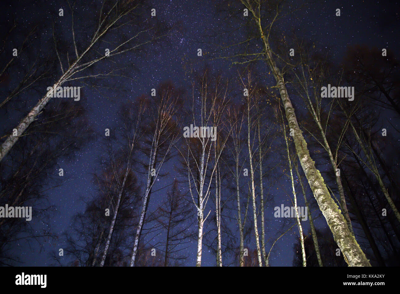Night sky over trees background Stock Photo - Alamy