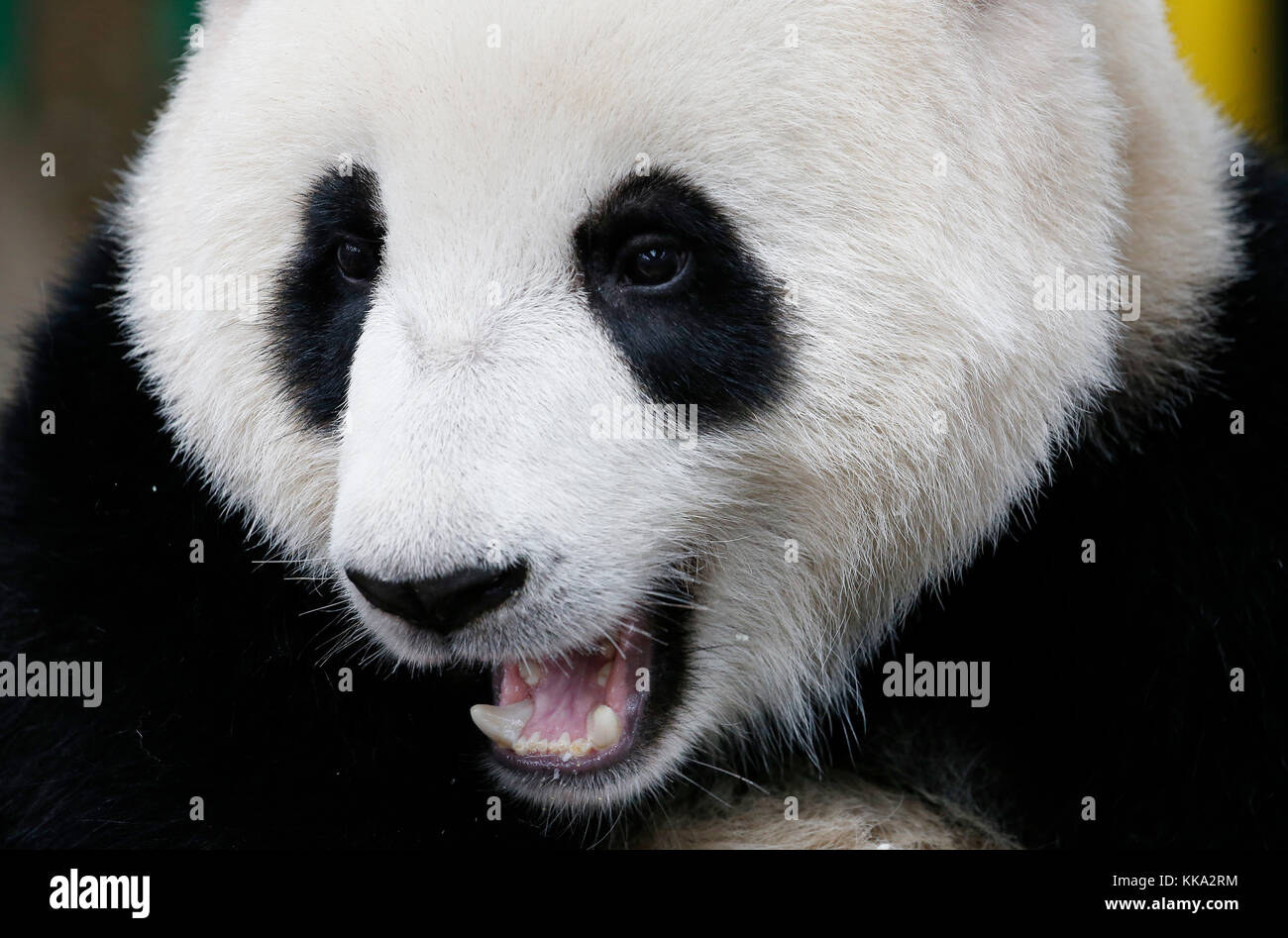 Close-up of Nuan Nuan (means warmth), the first Malaysian-born Panda ...