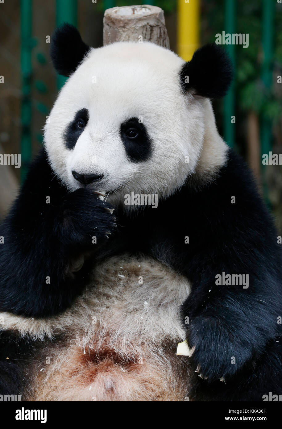 Nuan Nuan (means warmth), the first Malaysian-born Panda cub is sitting ...