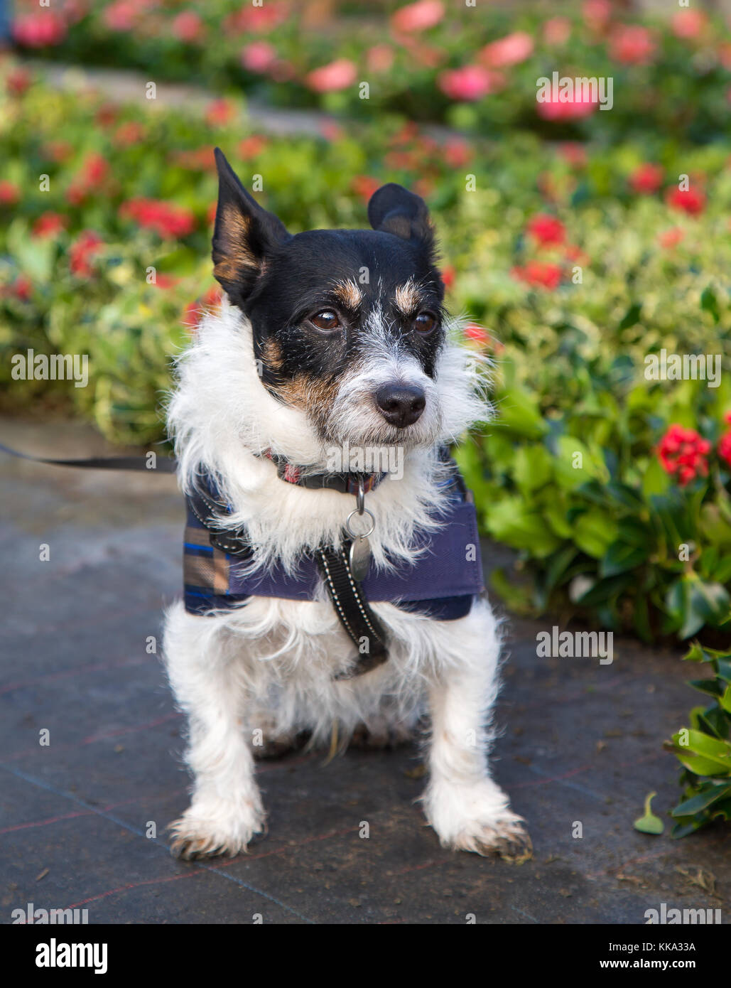Portrait of cute terrier dressed in his best winter jacket, seated on ...