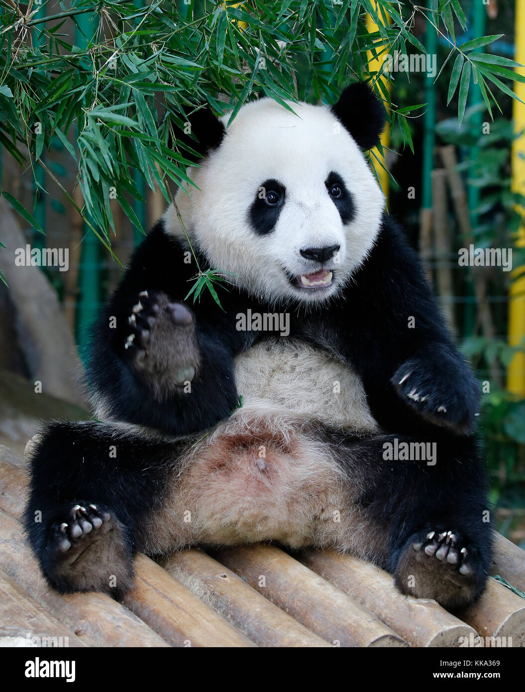 Nuan Nuan (means warmth), the first Malaysian-born Panda cub is sitting ...