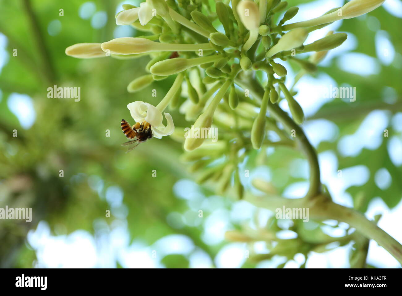 A Bee is being breakfast Stock Photo - Alamy
