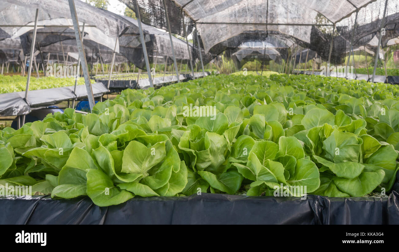 Hydroponic butterhead lettuce growing in cultivation farm Stock Photo ...