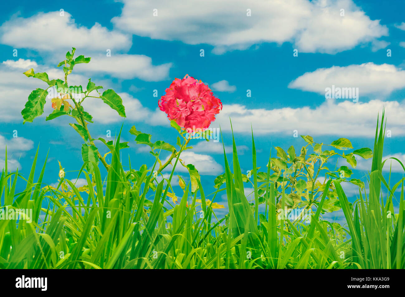 Beautiful field scene with rose and plants against cloudy sky ...