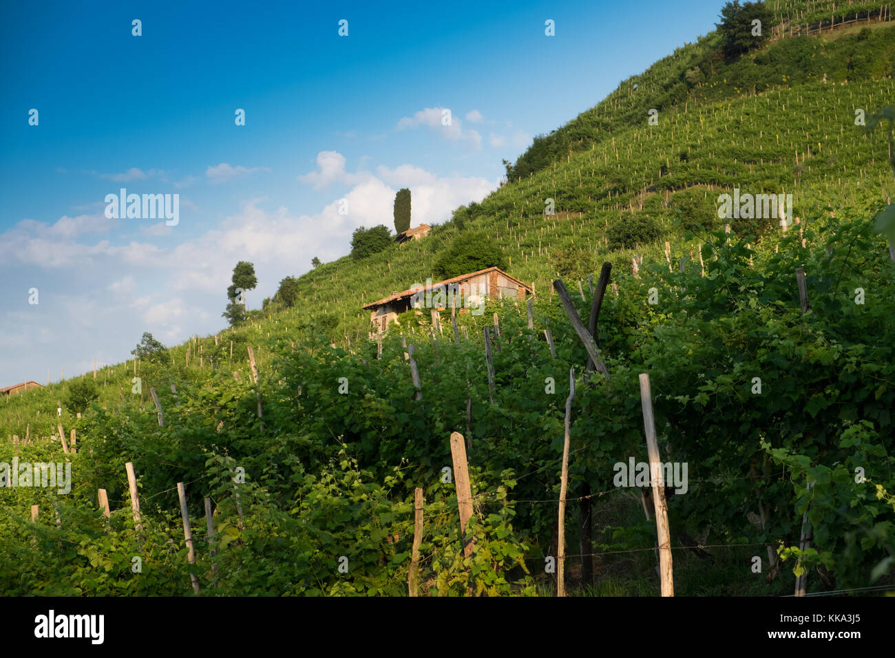 Valdobbiadene the prosecco vineyards hi-res stock photography and ...