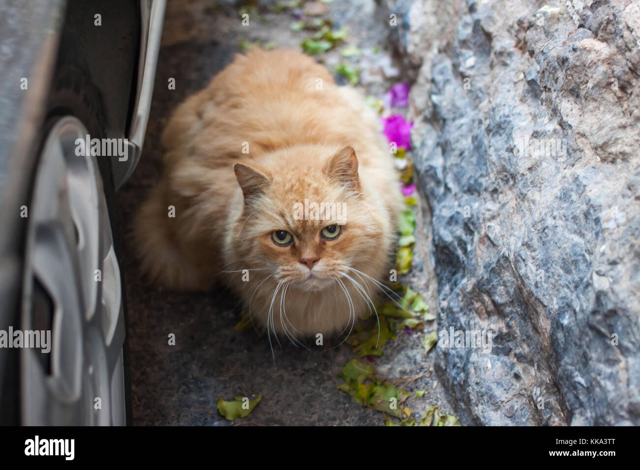 Fat and fluffy red cat with green eyes sitting on the ground. Soller ...