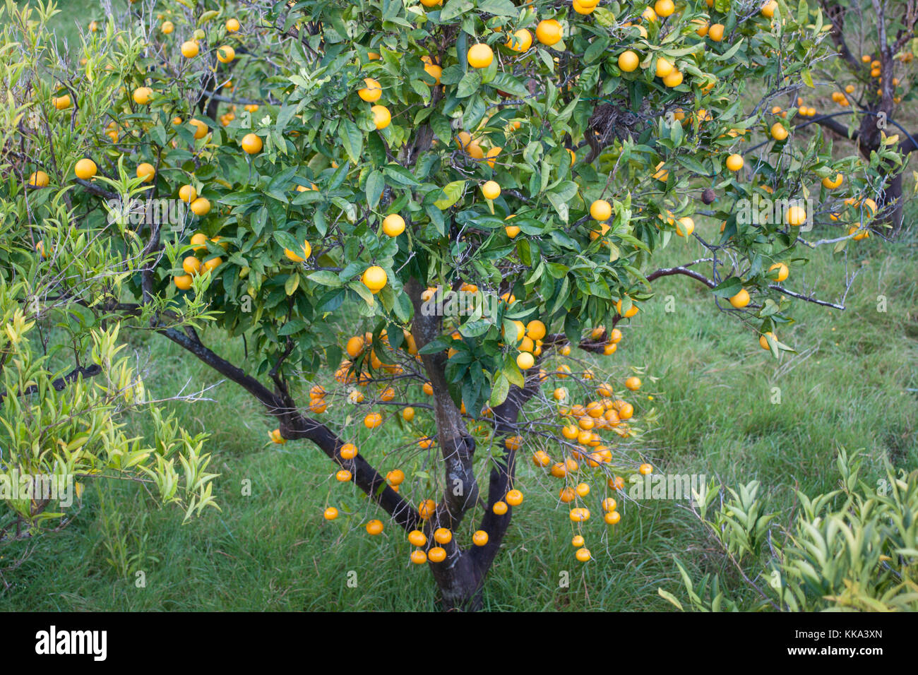 Orange orchard with fruits growing in Biniaraix Village near Soller ...