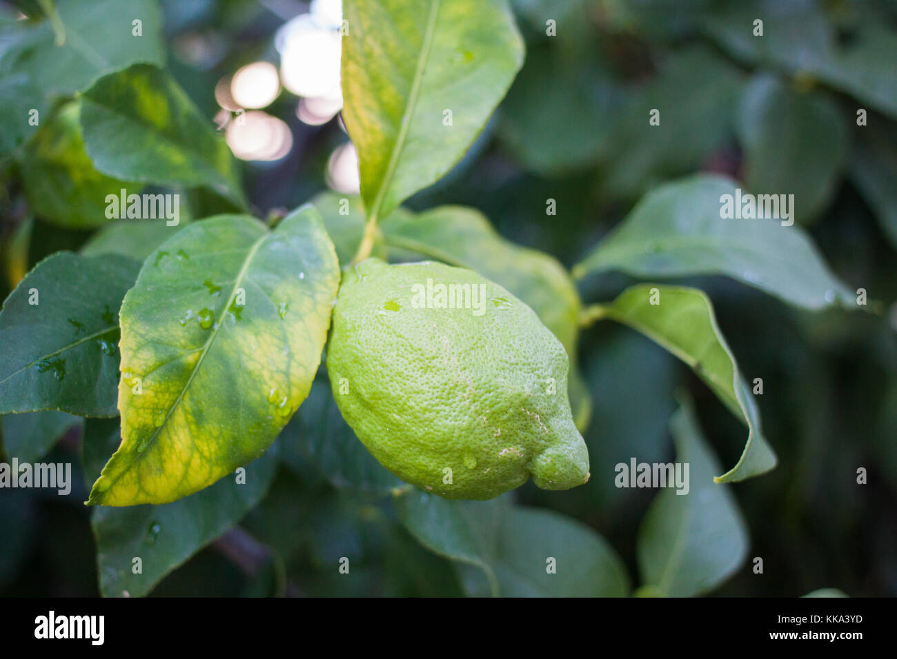 Close-up of a lemon tree with a green lemon growing. Soller Valley ...