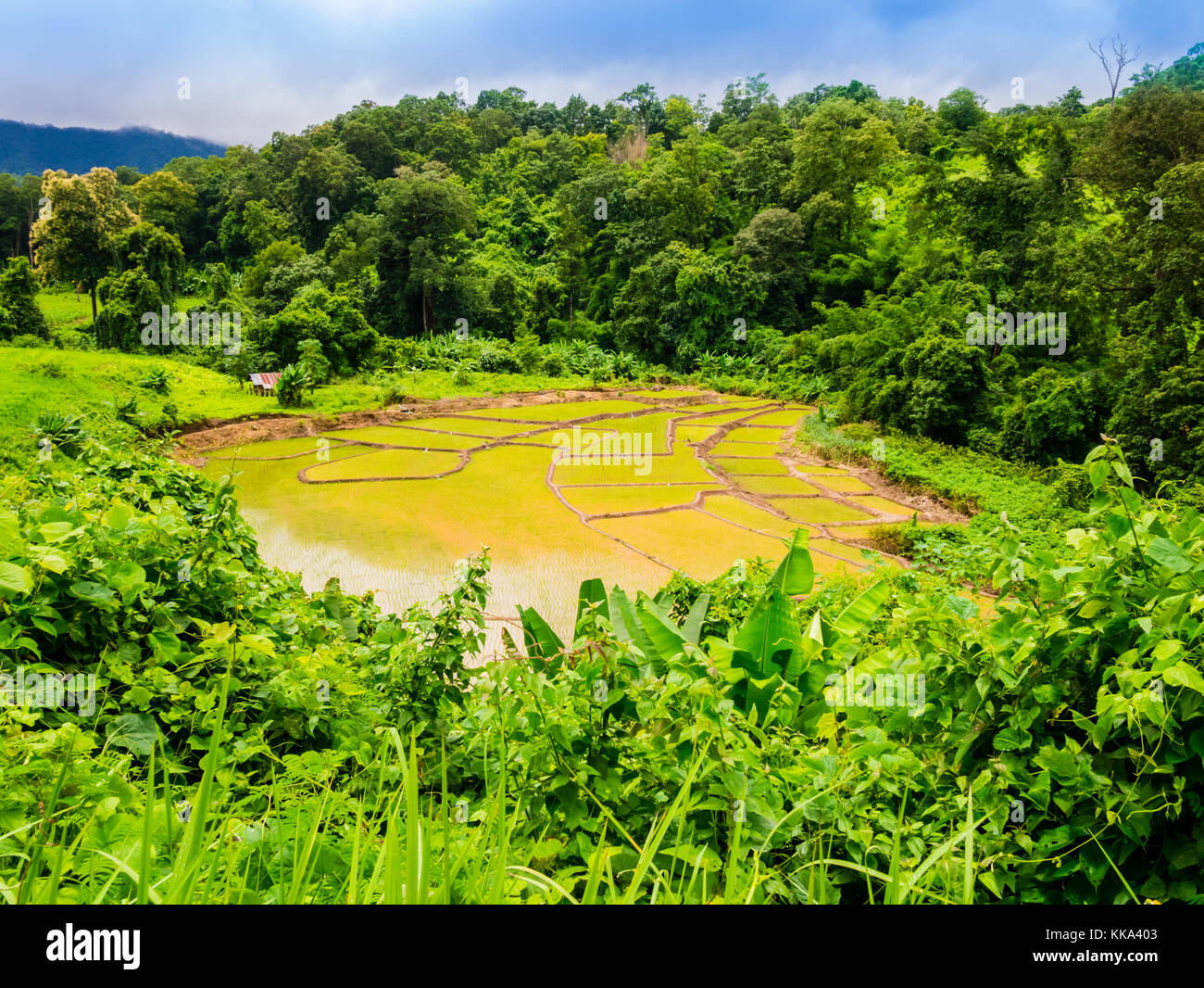 Terraced paddy field hi-res stock photography and images - Alamy