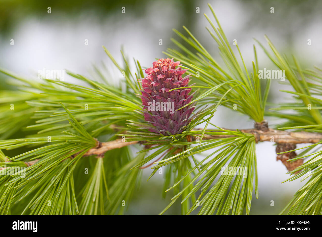 Europäische Lärche, Larix decidua, frische Nadeln im Frühjahr und Blüte ...