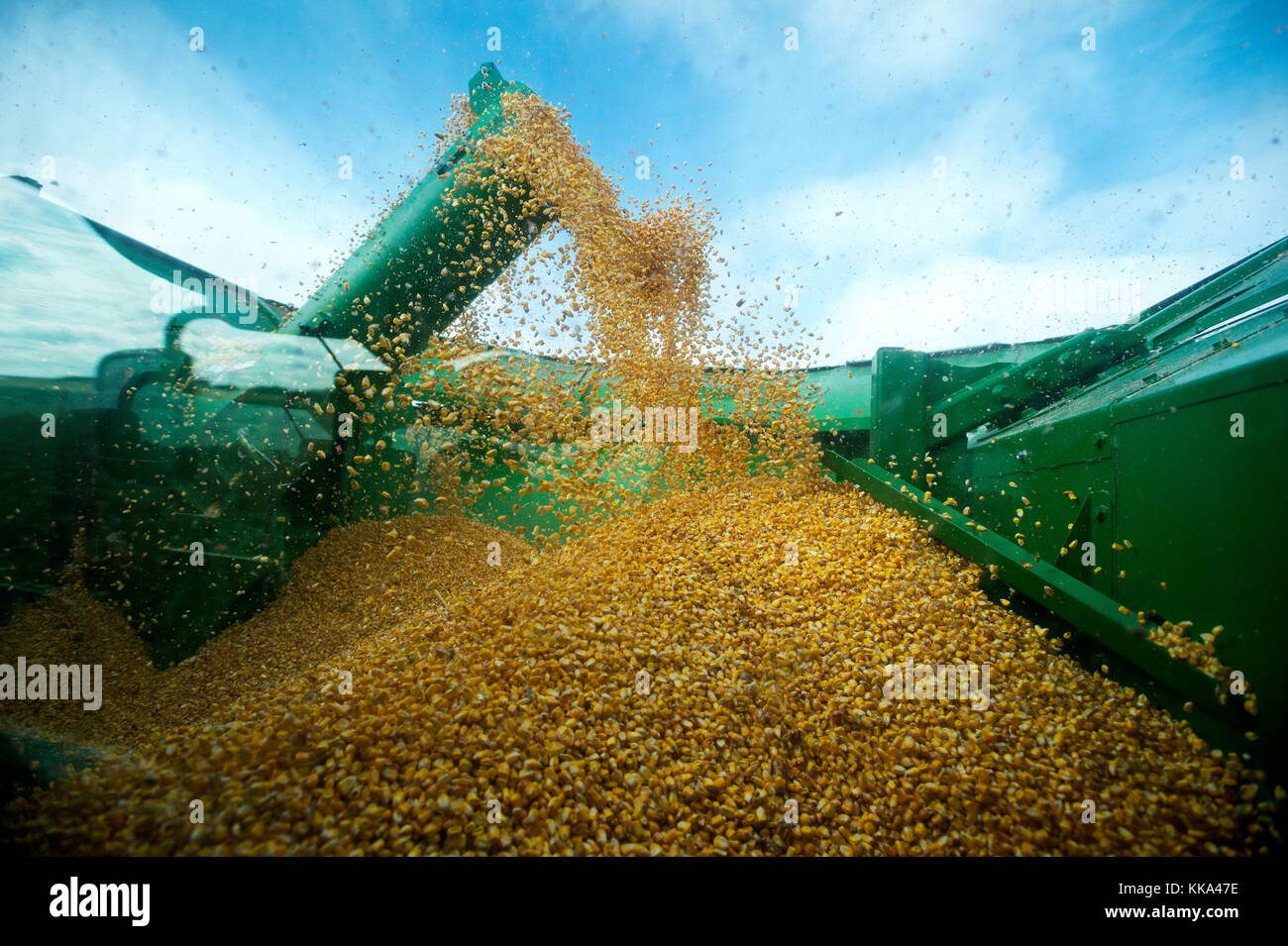 INSIDE BIN VIEW LOADING CORN IN TO HOPPER IN UTICA, MINNESOTA Stock ...