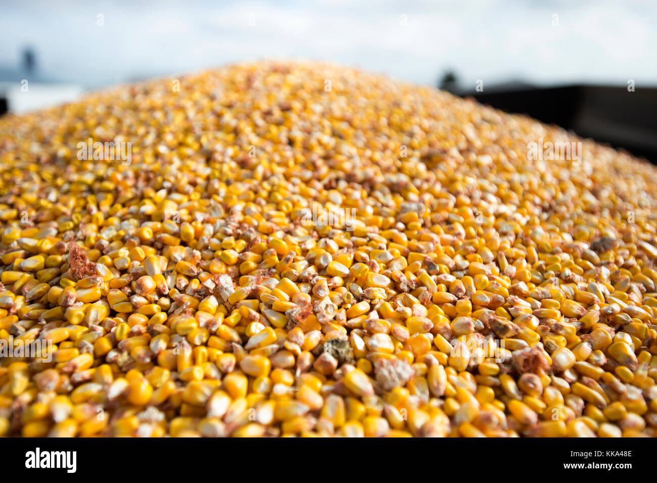 CLOSE UP OF HARVESTED CORN PILED INSIDE HOPPER IN UTICA, MINNESOTA ...