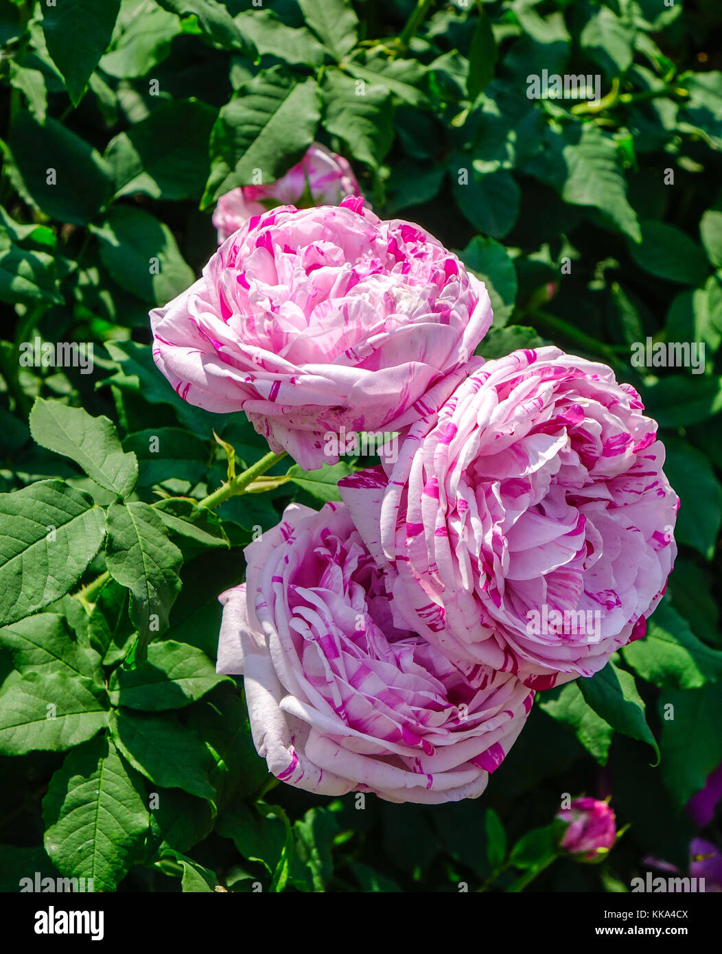 Pink roses blooming at botanic garden in Ashikaga, Japan Stock Photo ...
