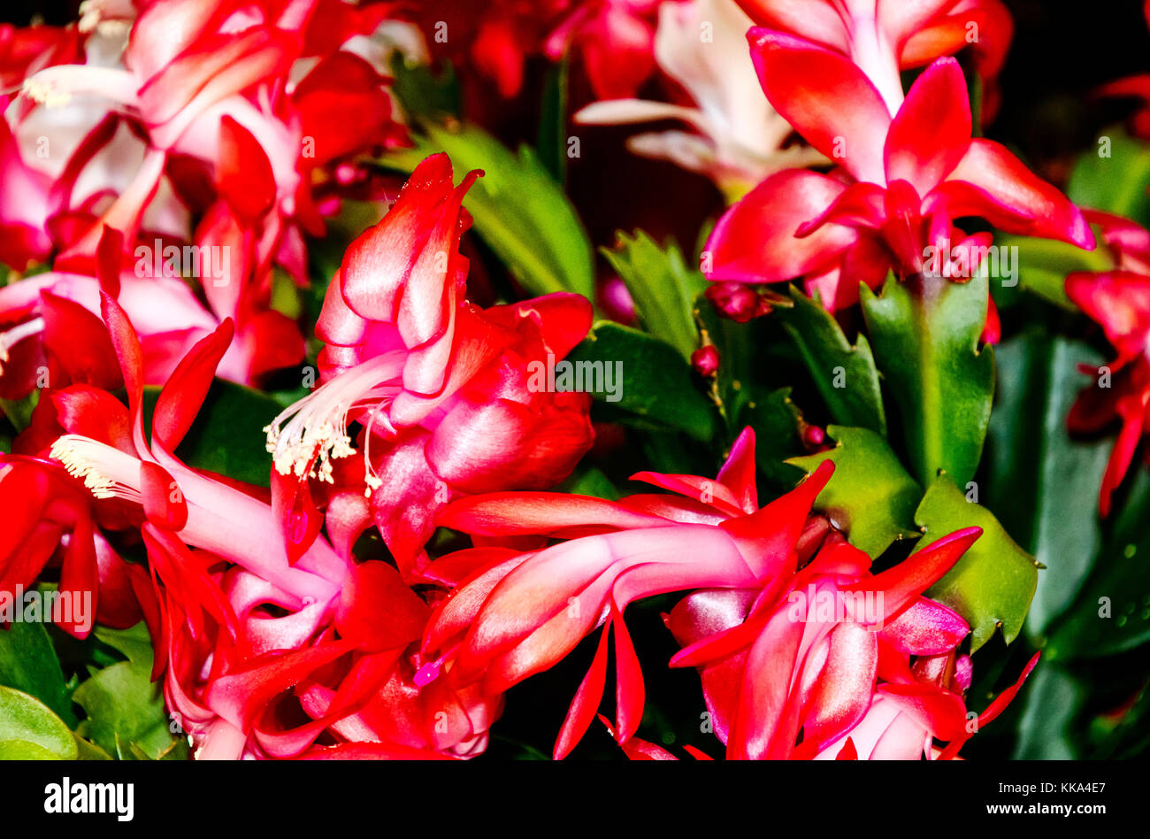Flowers of Schlumbergera (Thanksgiving cactus, crab cactus or holiday ...