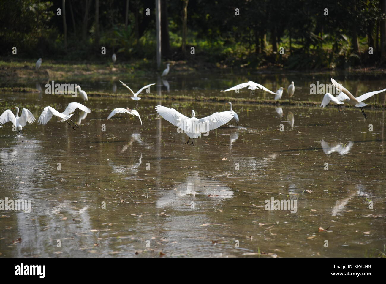 Bagula stork heron bird in field Stock Photo - Alamy
