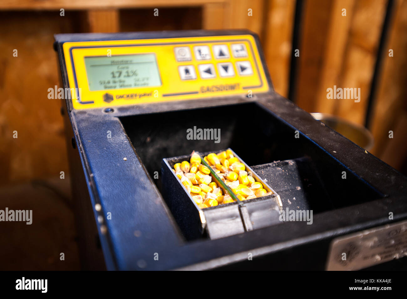 TESTING FRESHLY HARVESTED CORN FOR MOISTURE CONTENT ON A FARM IN ...