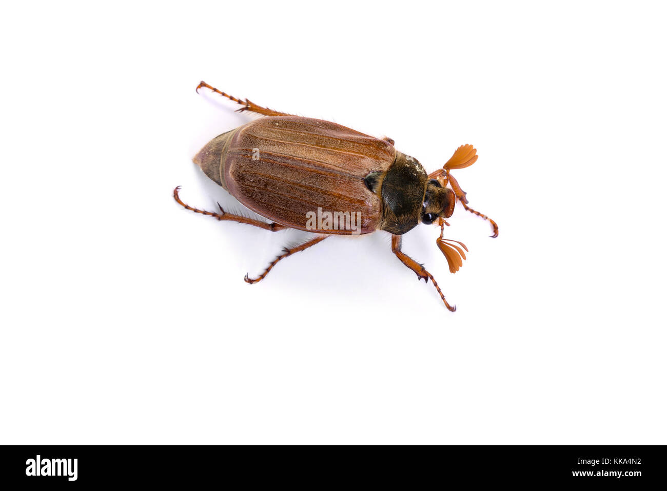 Isolated maybug or maybeetle on white background Stock Photo - Alamy