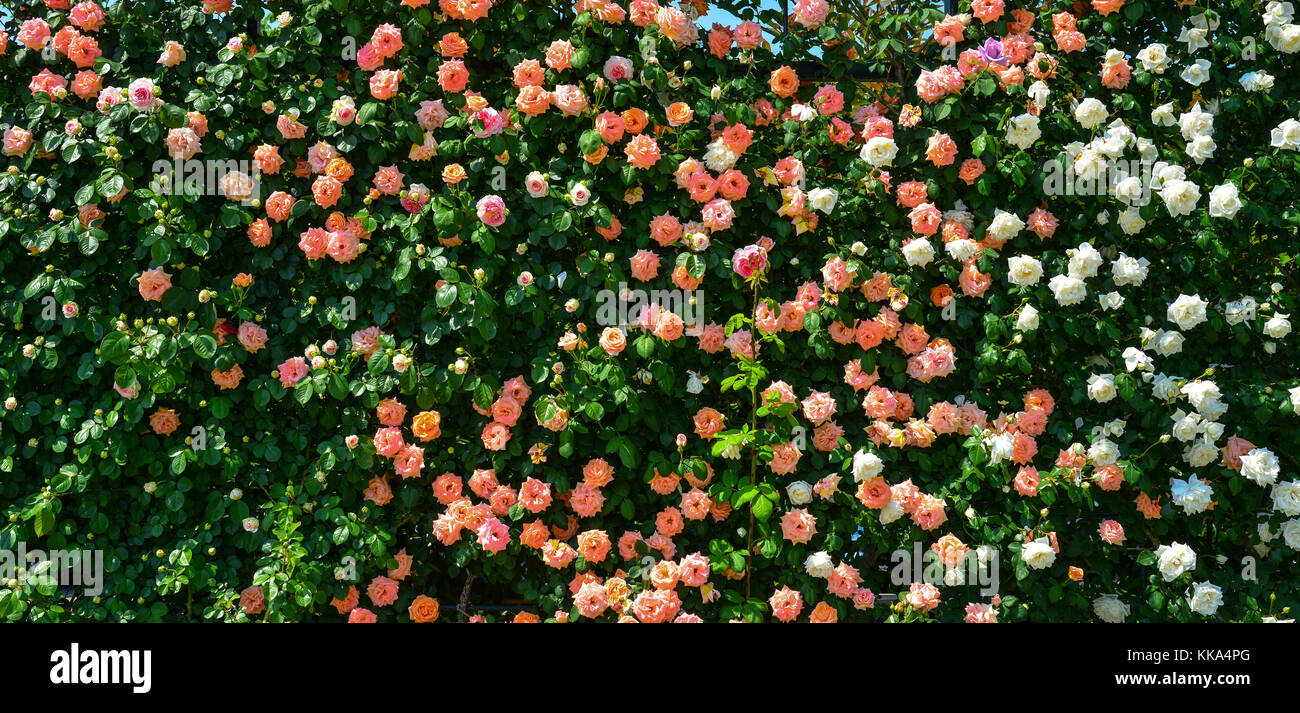 Garden of Rose at Ashikaga Flower Park in Tochigi Prefecture, Japan ...