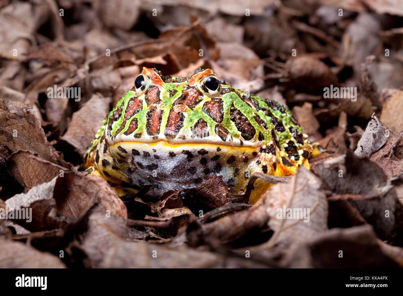 Ornate horned frog sitting in dead leaves Stock Photo - Alamy