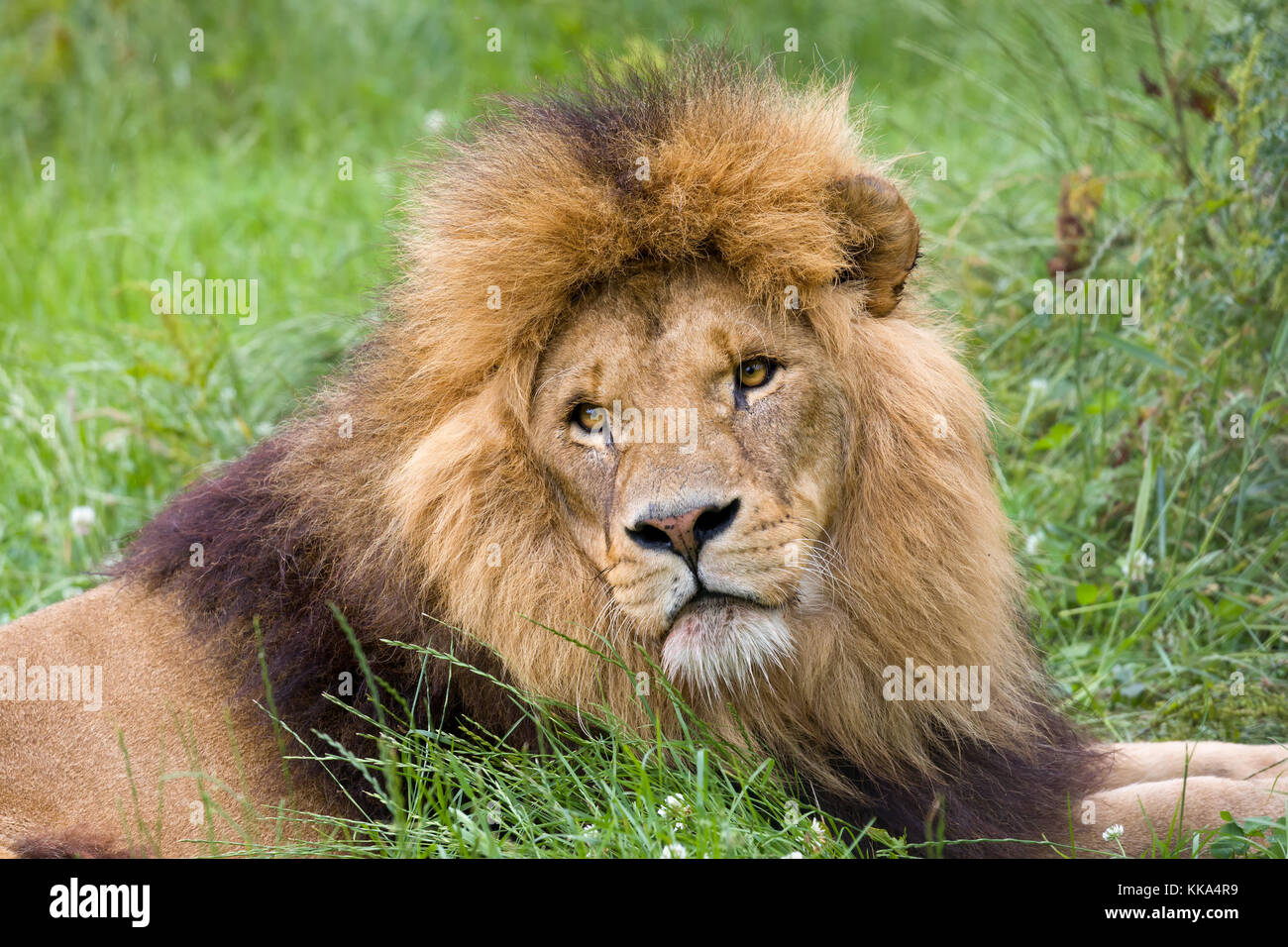 Lion in grasslands hi-res stock photography and images - Alamy